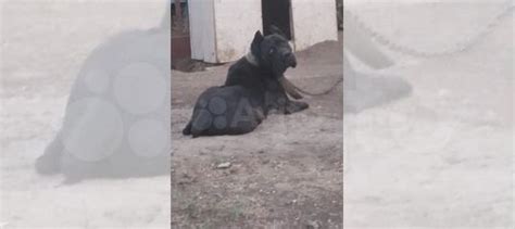 Собаки купить в Николаевке Животные и зоотовары Авито