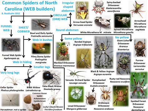 House Spider Identification Chart