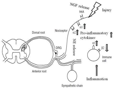 The Sympathetic Nervous System Sns And Pain Inflammation Activates