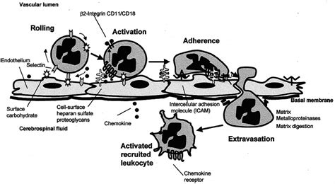 Process Of Neutrophil Transendothelial Migration Initially The Download Scientific Diagram
