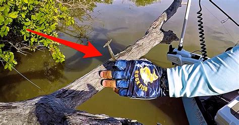 How To Prevent Lures From Getting Snagged In Trees