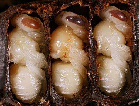 Пчела все самое интересное о повадках образе жизни размножении