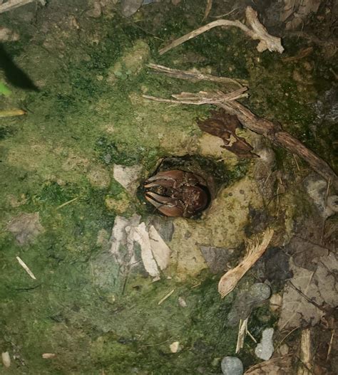 Found Crayfish Near Hole In Yard Wandered Away And A Spider Took Over