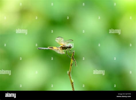 Beautiful Female Yellow Striped Flutterer Dragonfly Rhyothemis Phyllis In Thai Forest Stock