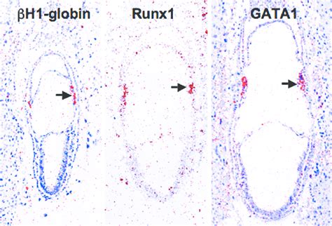 Spatial Expression Patterns Of β β β β βh1 Globin Runx1 And Gata1 Download Scientific Diagram