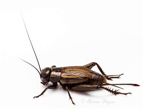 Interesting Information On Cricket Sex Psychology Today