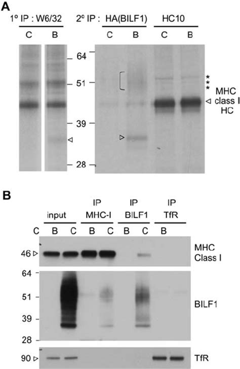 Bilf1 Is Physically Associated With The Mhc Class Molecule Complex A