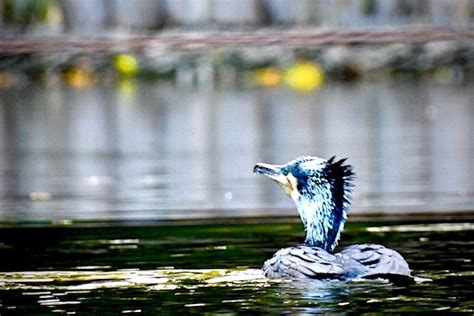 頭の白いカワウ婚姻色胸の白いカワウ幼鳥 世話要らずの庭