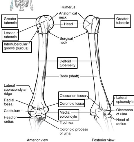 Radius Diagram Quizlet
