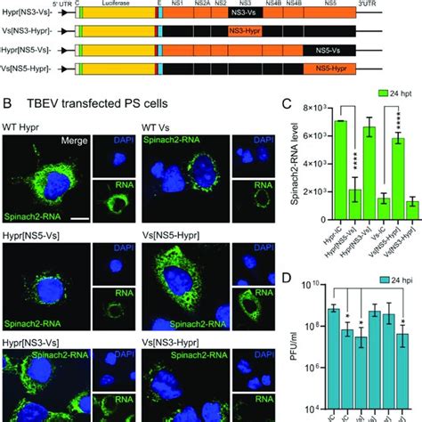 Tbev Replicons A Schematic Representation Of The Tbev Genome Top Download Scientific