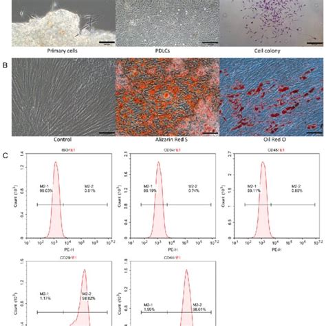 Isolation And Charac­ Terization Of Human Pdlscs A Isolation And