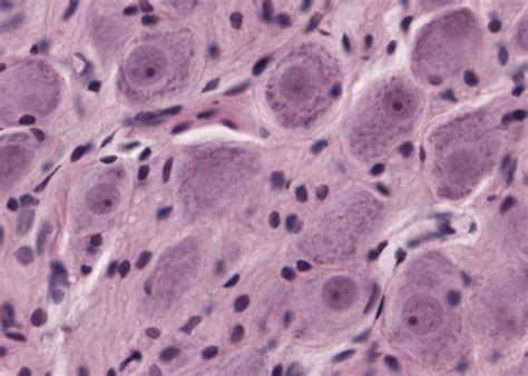 The Mammalian Cell Meyers Histology