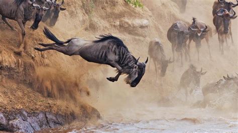 Kenyas Most Popular Holiday Destinations Kenya Safaris Tours