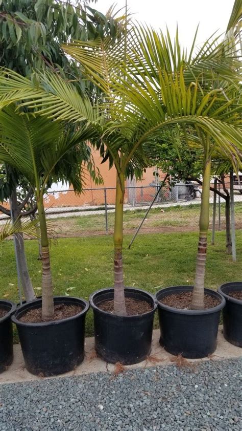 Cost Of King Palm Tree At Jack Oneill Blog