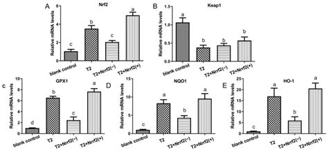 Unraveling The Nrf2 Are Signaling Pathway In The Df 1 Chicken