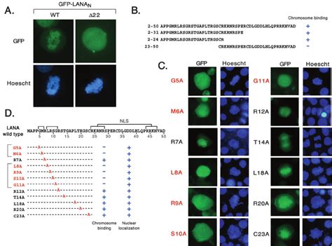 The Fi Rst 24 Residues Of Lana Are Suf Fi Cient For Association Of The