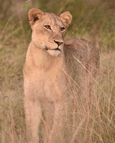 Othawa Pride Lioness Of Sabi Sand With One Tattered Ear