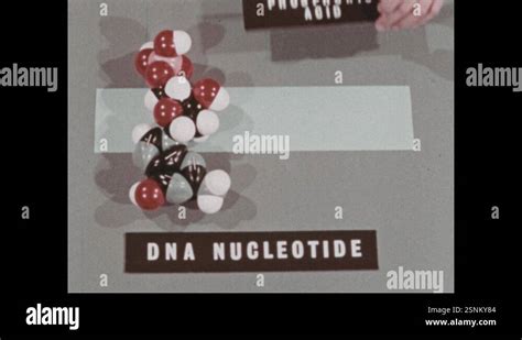 1960s Model Of Dna Nucleotide With Labels Phosphoric Acid And Deoxyribose Stock Video Footage