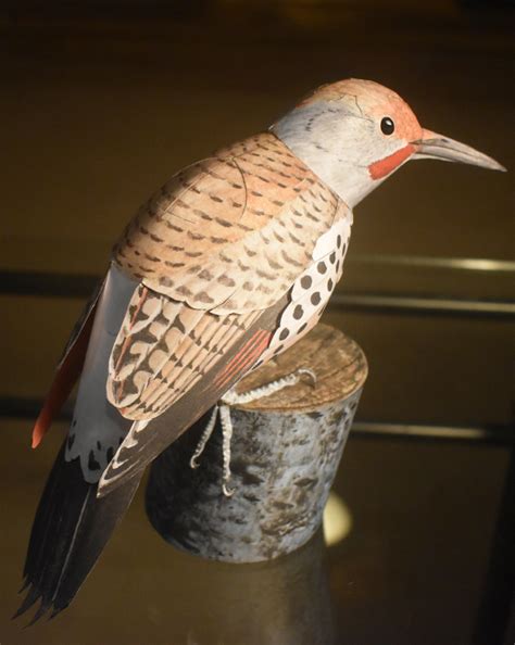 1 1 Life Sized Northern Flicker Bird Paper Model Ecardmodels