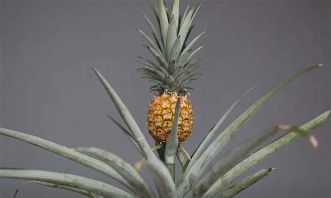 300 Pineapple Pictures