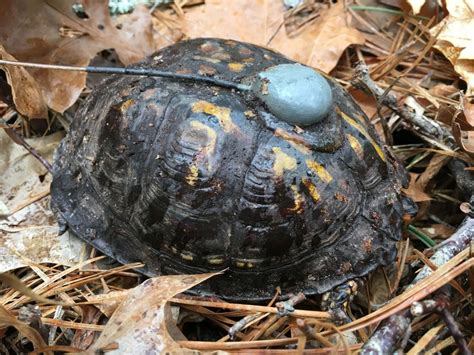Do Eastern Box Turtles Hibernate