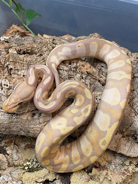 Pastel Banana Well Started Ball Python By The Reptile Shop Morphmarket