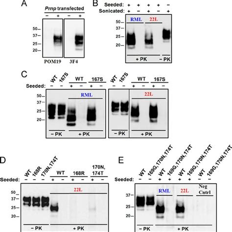 Prion Conversion Using Mutant Prp Expressing Cells Replicates In Vivo