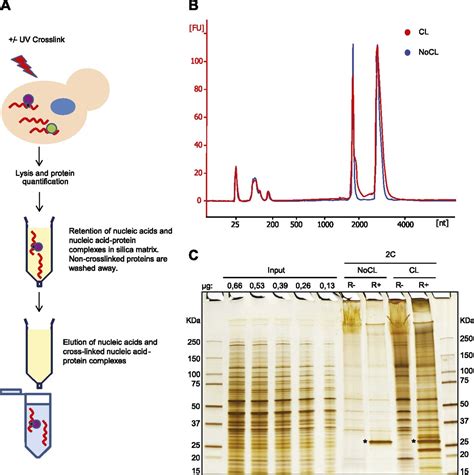 Silica Based Solid Phase Extraction Of Cross Linked Nucleic Acidbound