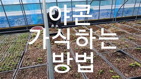 야콘가식하는방법 240405금손범규농합육묘장 야콘모종 야콘농사 야콘가식후농합면역플러스로관주 면역증가제 발근제최고상품 가조농약종묘사 농합주농업회사법인