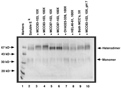 Visualization Of Peptidemhc Complexes By Sds Page Soluble Et Was