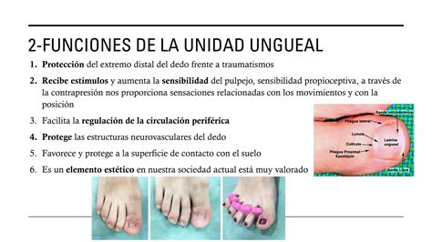 Anatomia Completa Y General De La Uña Pdf