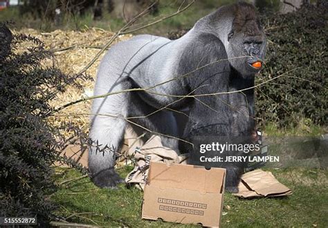 Bokito Gorilla Photos And Premium High Res Pictures Getty Images