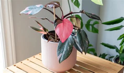 Marble Pink Princess Philodendron Care Expert Tips And Guide