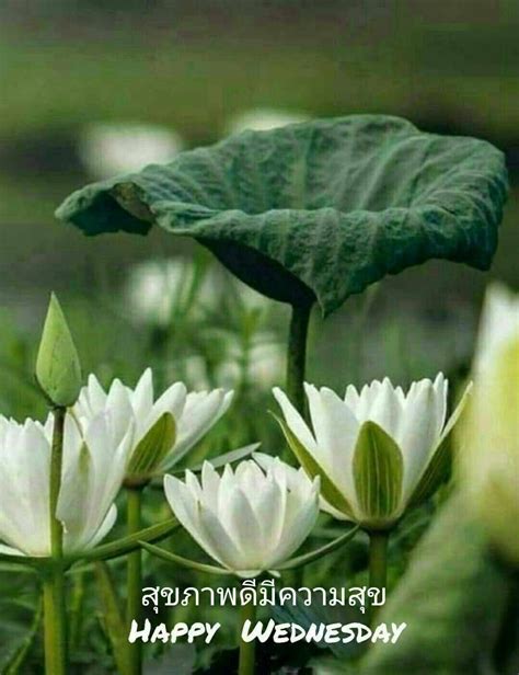 Good Day Good Morning Happy Wednesday Greetings Flowers Plants Buen Dia Buen Dia Hapy Day