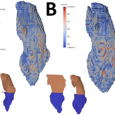 Anatomical Segmentation Example At Different Timing Of The Cycle Download Scientific Diagram