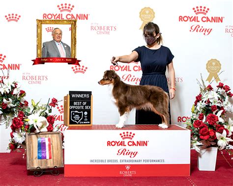 Maisel Dynasty Miniature American Shepherds