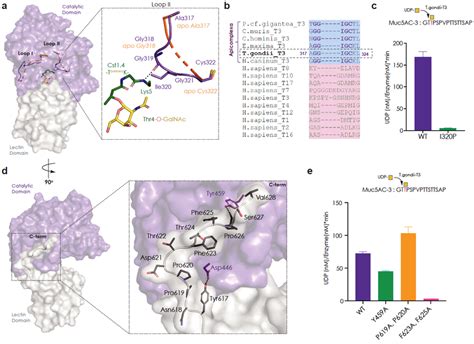 A Second Substrate Binding Loop Ii And An Extended C Terminal Tail Download Scientific