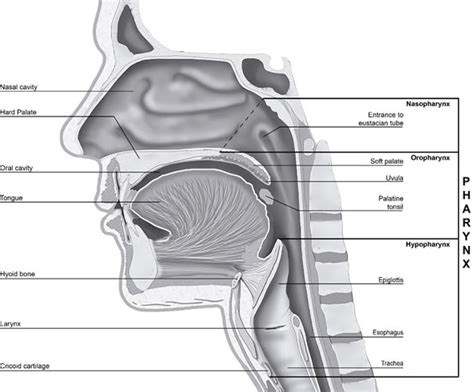 Oropharyngeal Anatomy
