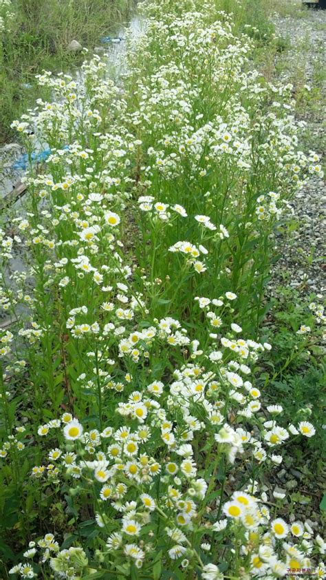 이해인 수녀 시 작은 소망 [아름다운 시] [좋은 시] [작은 기쁨] 네이버 블로그