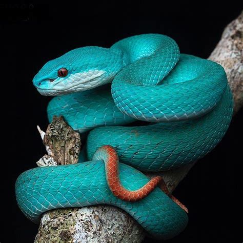 Eyelash Viper Pit Viper Pet Snake Viper Snake