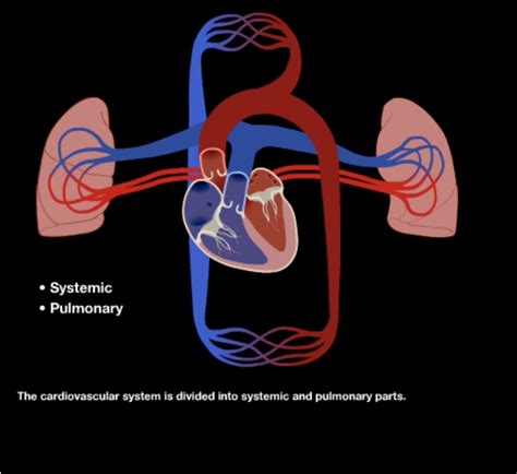 Systemic Vs Pulmonary Circuation Diagram Quizlet