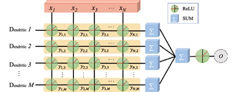 The Dendritic Neural Network Structure Download Scientific Diagram