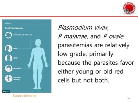 Pathogenesis Of Malaria Pptx