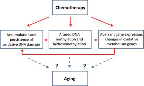 Sex Specific Effects Of Cytotoxic Chemotherapy Agents Cyclophosphamide