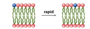 Chapter Membrane Structure And Function Flashcards Quizlet