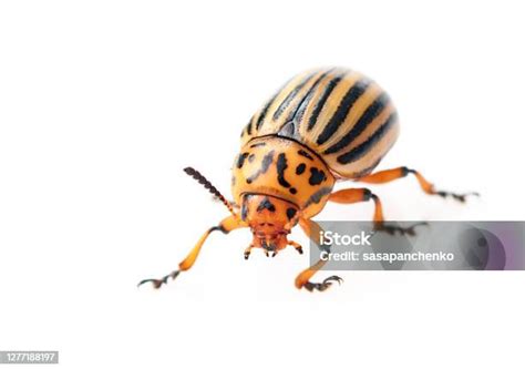 콜로라도 감자 딱정벌레 는 감자 토마토 및 가지의 심각한 해충입니다 흰색 배경에 고립 된 곤충 노랑에 대한 스톡 사진 및 기타 이미지 Istock