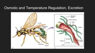 Osmotic And Temperature Regulation Excretion PPTX