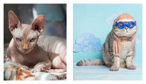 This Book Is Literally Just Pictures Of Cure Cats Who Are Plotting To