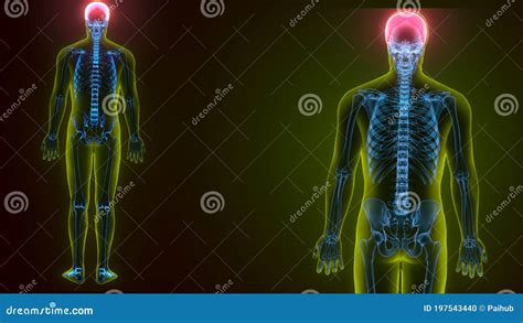 3d Illustration Of Human Skeleton Skull Frontal Bone Anatomy Stock