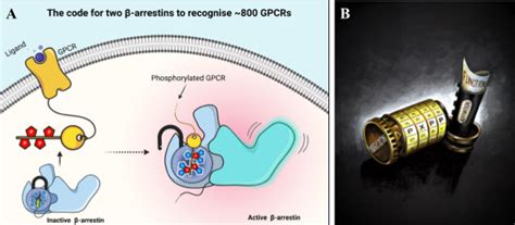 The Code For Gpcr Regulation Biopatrika